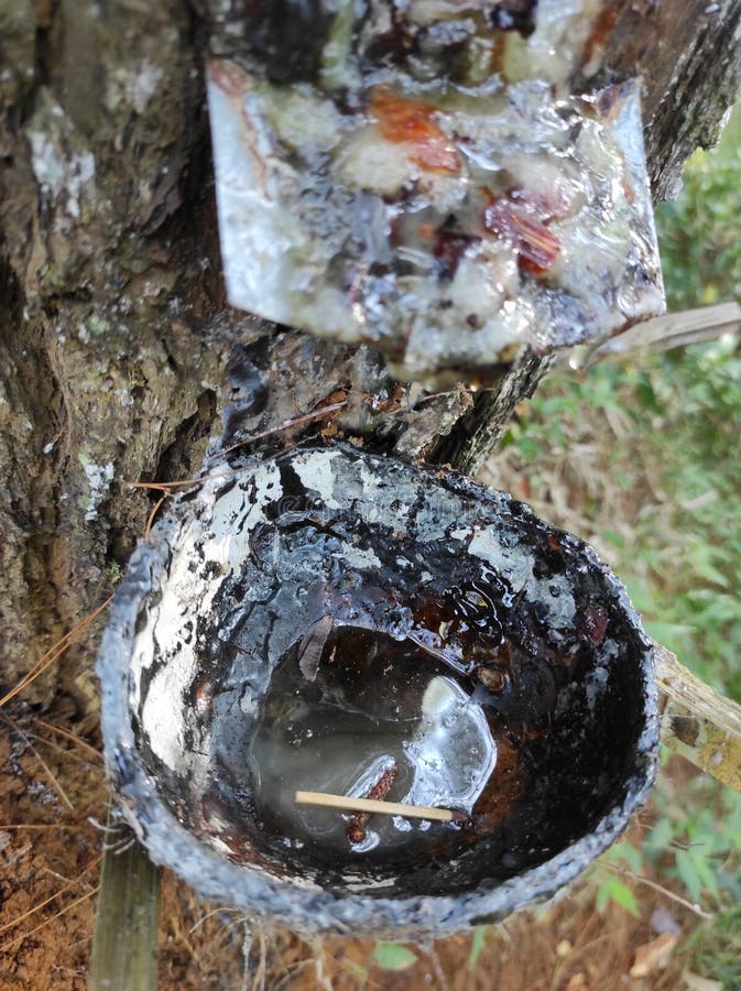 The Process of Tapping Pine Resin that is Accommodated with Coconut ...
