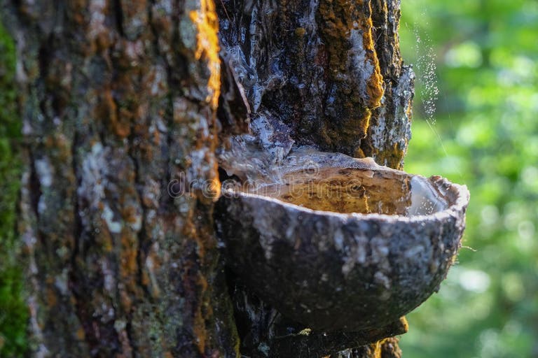 Pine sap tapping process stock photo. Image of amber - 310099824