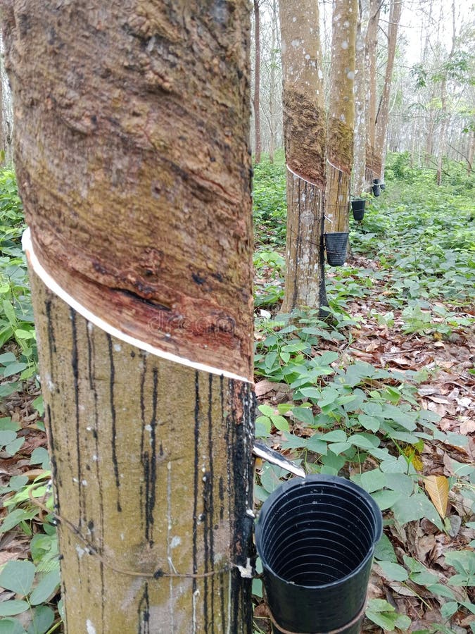 The Process of Tapping Rubber Sap is Carried Out in the Morning Stock ...