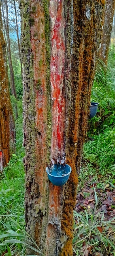 The Process of Tapping Sap from Pine Trees Stock Image - Image of ...