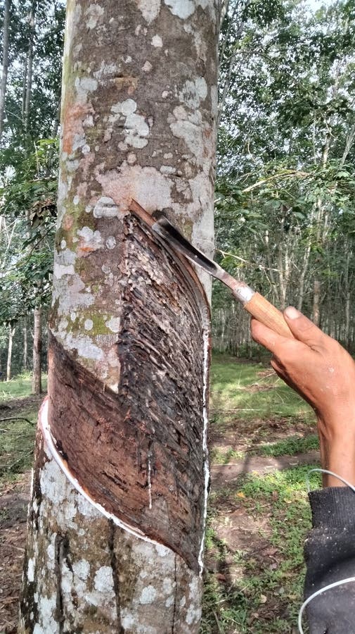 In the Process of Tapping the Sap from the Rubber Tree Stock Image ...