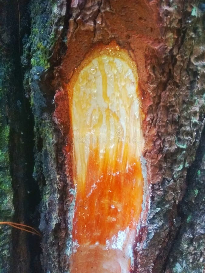 Pine Tree Tapping, West Java, Indonesia Stock Image - Image of ...