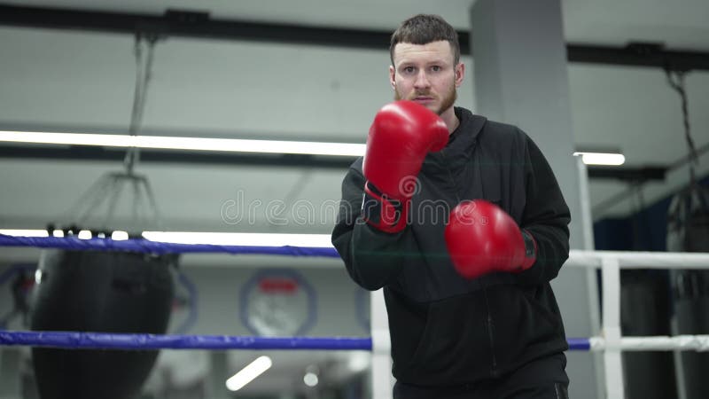 Process of Training a Male Boxer Stock Footage - Video of boxer ...