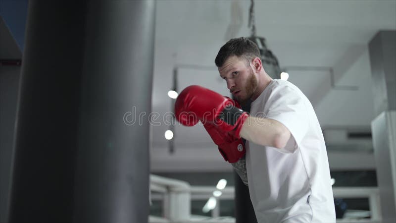 Process of Training a Male Boxer, Slow Motion Stock Video - Video of ...