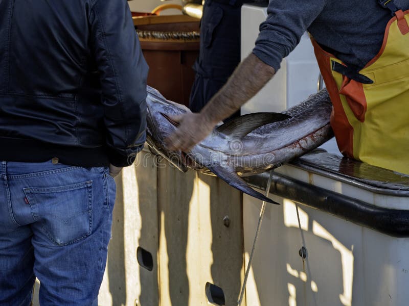 The Process of Unloading Freshly Caught Fish Sword Fish in the Gulf of ...