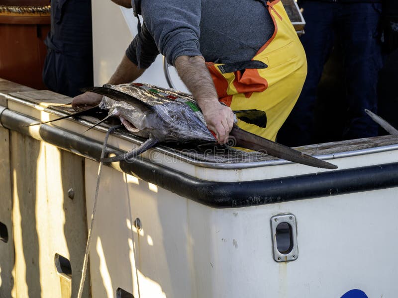 The Process of Unloading Freshly Caught Fish Sword Fish in the Gulf of ...