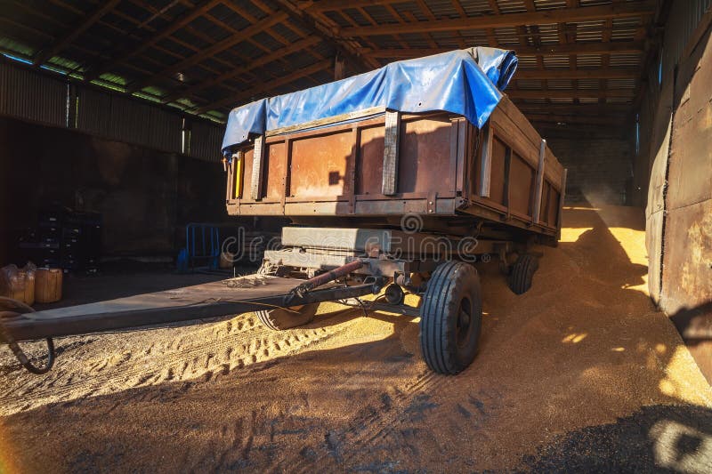 Process of Unloading Wheat in Granary. Grain Warehouse Storage Stock ...