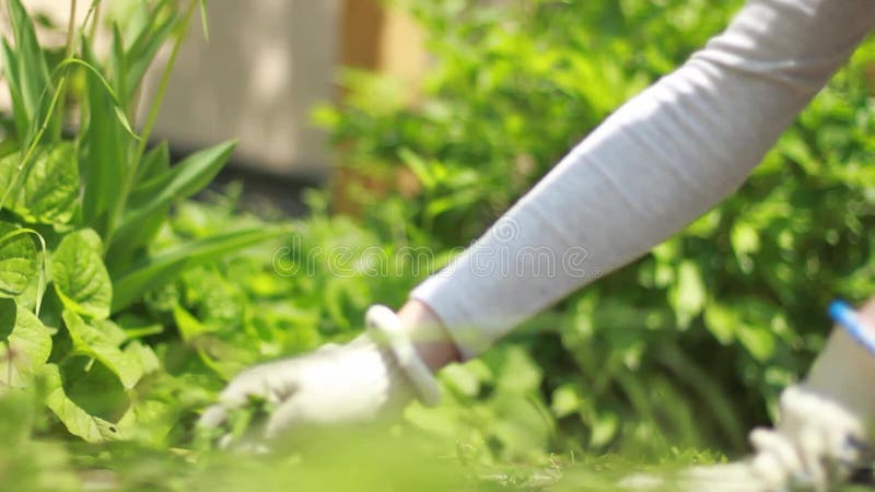 The Process of Uprooting Weeds in the Garden. Close-up View of Hands ...