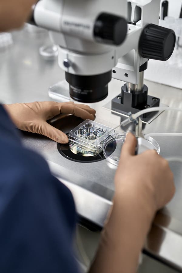 Process of in Vitro Fertilization in Laboratory Stock Image - Image of ...
