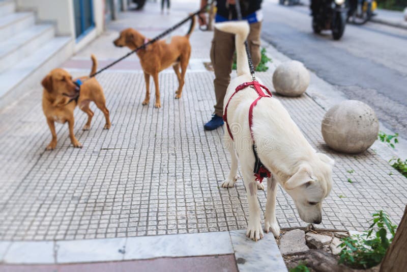 Process of Walking with Dogs in a Countryside Park, Professional Dog ...