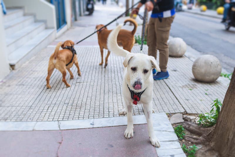 Process of Walking with Dogs in a Countryside Park Stock Photo - Image ...