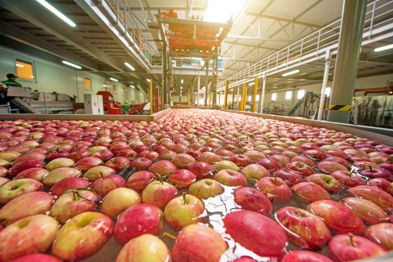 The Process of Washing Apples in a Fruit Production Plant Stock Image ...
