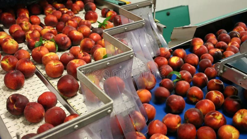 Process of Washing Harvested Peaches on Production Line in Fruit ...