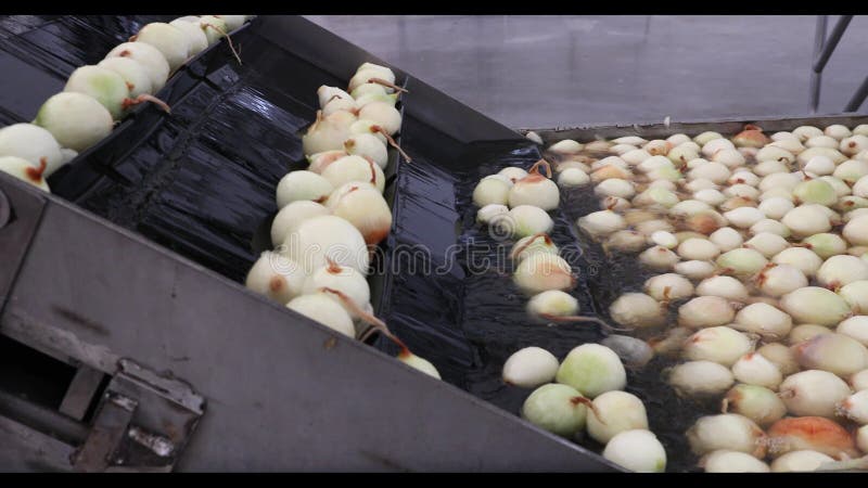 The Process of Washing Onions in a Vegetable Processing Plant 4K Stock ...