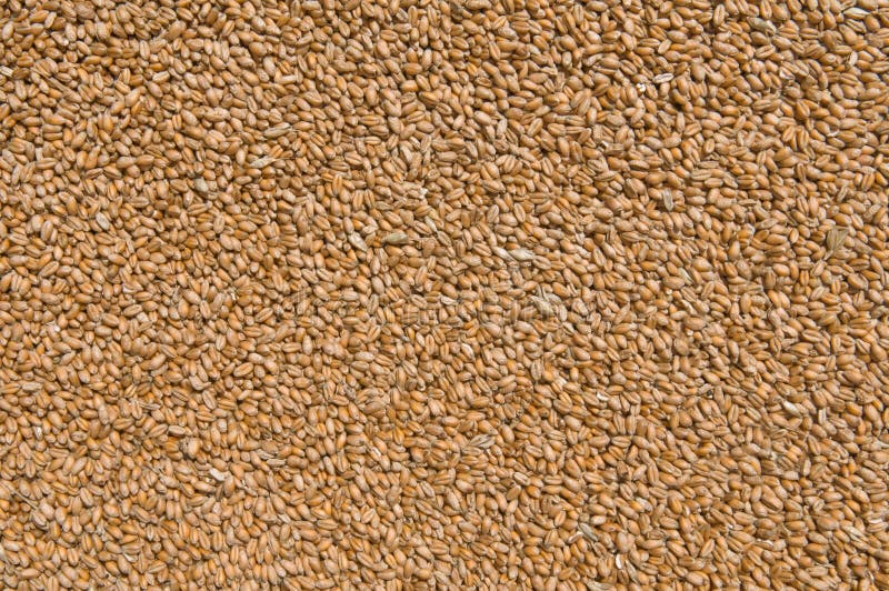 Processe wheat texture stock photo. Image of nutrition - 32705256