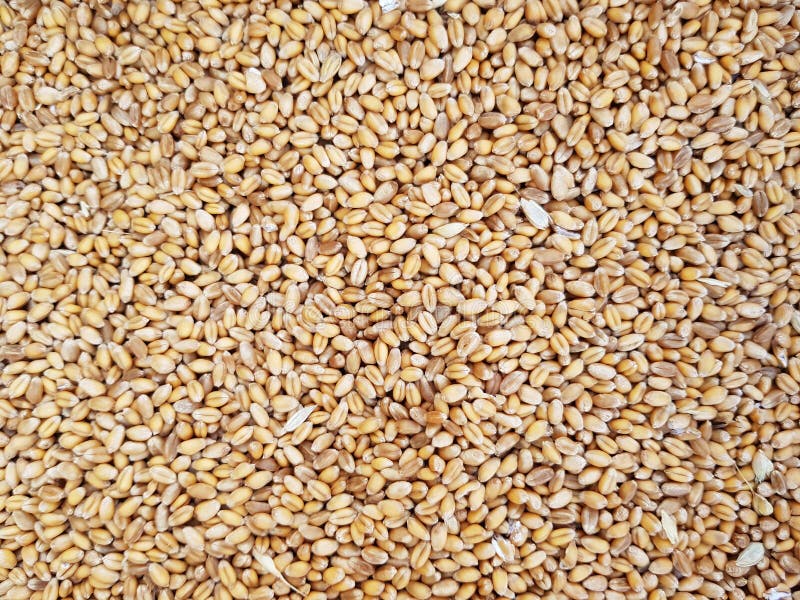Processed Grain of Golden Wheat Stock Image - Image of agricultural ...