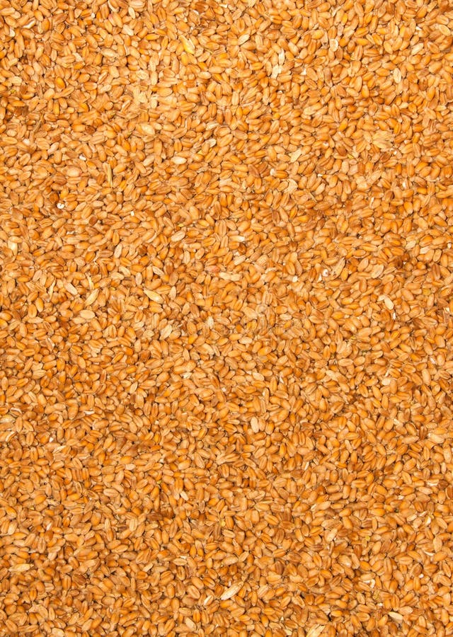 Processed Organic Wheat Grains Texture Background Stock Image - Image ...