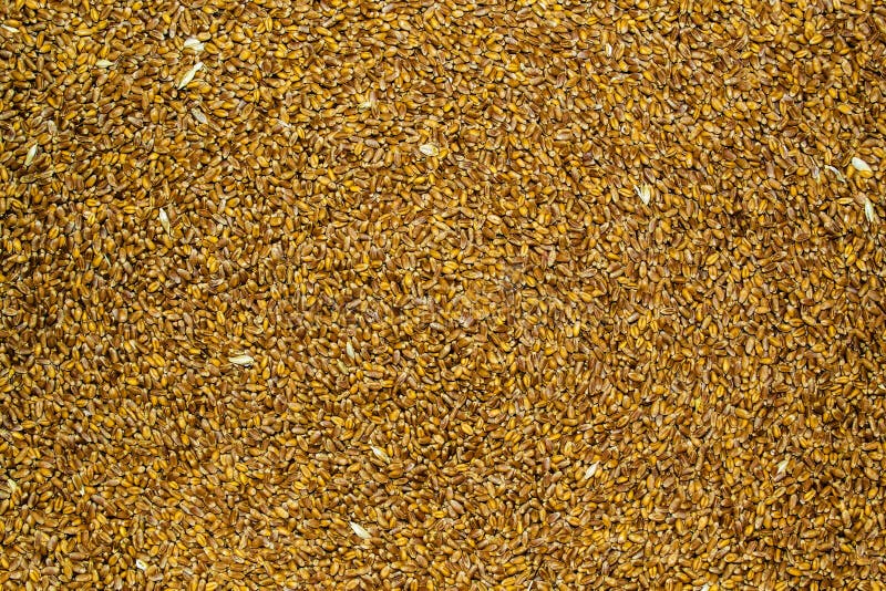 Processed Organic Wheat Grains As Agricultural Background. Stock Image ...