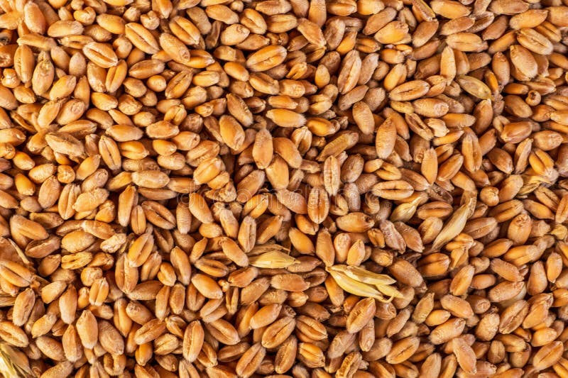 Processed Organic Wheat Grains As Agricultural Background Stock Photo ...