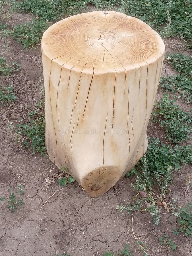 Processed and Polished Section of a Karelian Pine Trunk Stock Photo ...