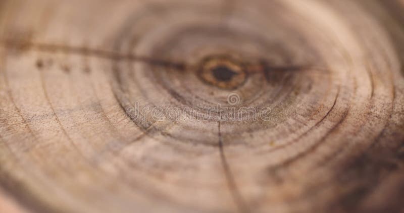 Processed and Polished Walnut Surface with Annual Rings Stock Footage ...