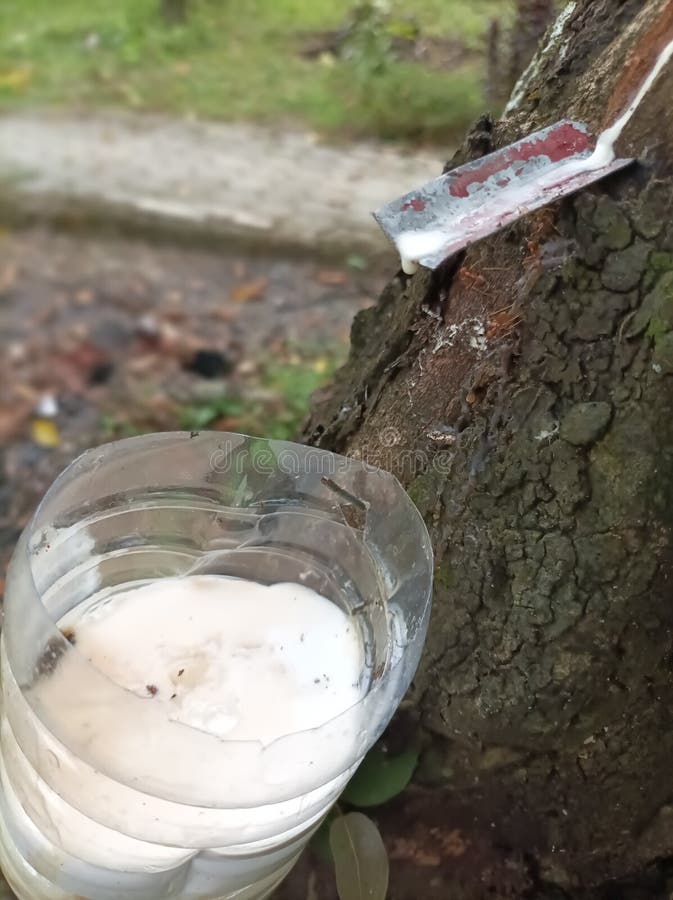 Rubber Processing stock image. Image of natural, processed - 268620335