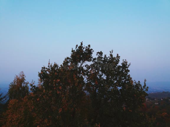 Autumn trees stock photo. Image of grass, green, pine - 129423450