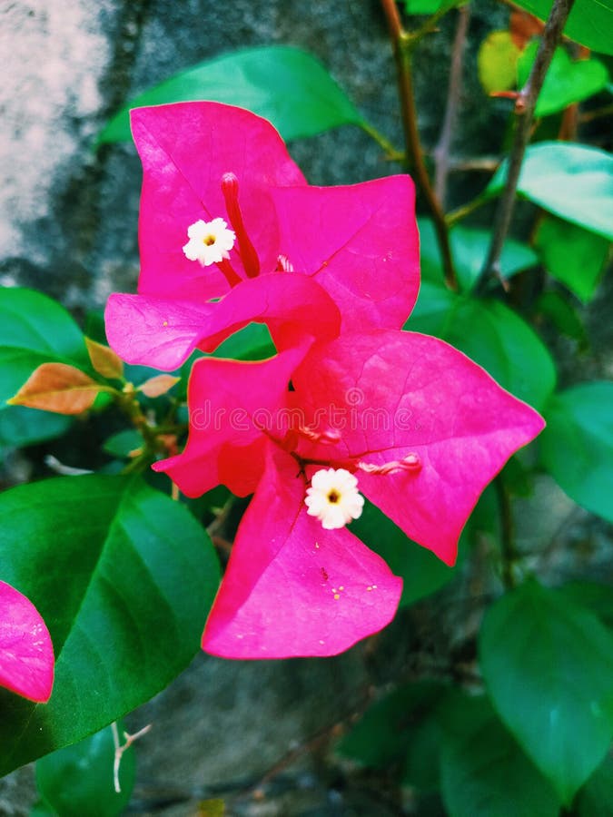 Beautiful pink flower stock photo. Image of wildflower - 233966970