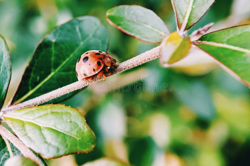 Close Up Lady Bug on the Green Leaf Lady Bug Eating Green Leaves Bugs ...