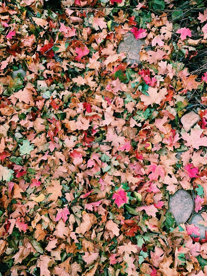 Fall Leaves stock photo. Image of leaves, fall, autumn - 207588326