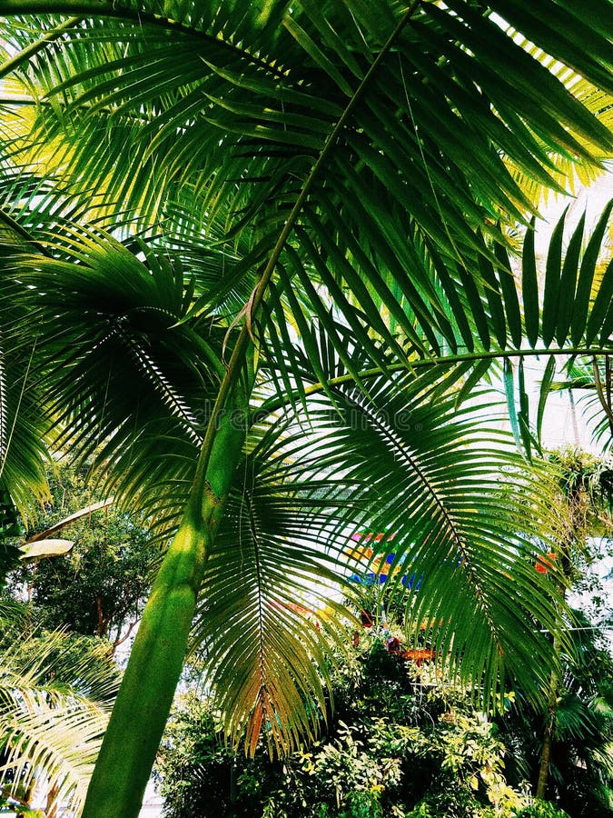 Palm tree stock photo. Image of garden, vsco, palm, tree - 99988198