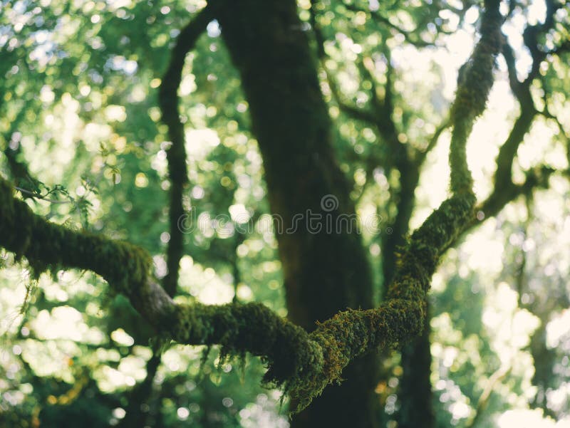 Tree stock photo. Image of coffee, tree, good, happy - 139903750