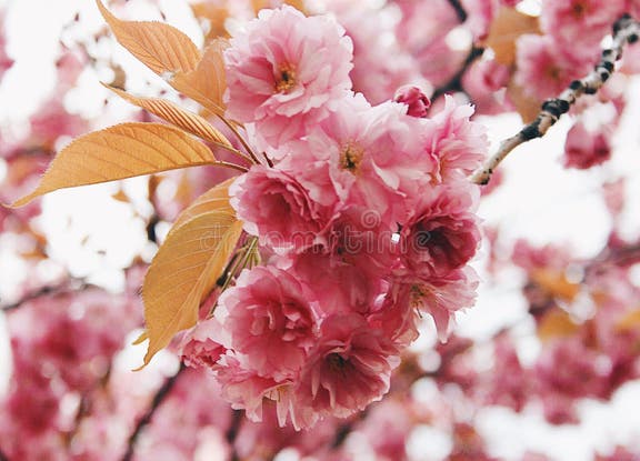 Pink flower stock image. Image of pink, flower, vsco - 153205265