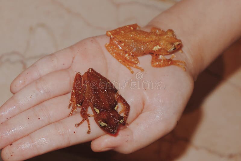 Pearly Tree Frog on Green Leaaves, Tree Frog on Leaves, Pearl Tree Frog ...