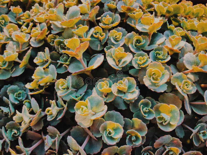 Succulent stock photo. Image of succulent, plant, green - 194479186