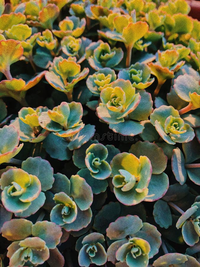 Succulent stock photo. Image of nature, succulent, green - 194479190