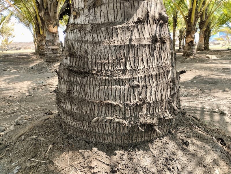 , the Main Trunk of a Young Coconut Tree Stock Image - Image of wood ...
