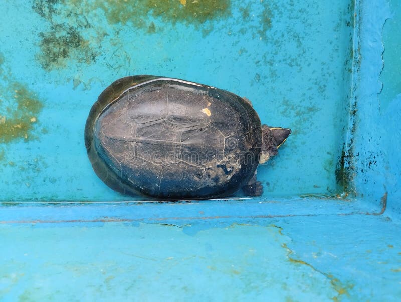 A turtle is in captivity stock photo. Image of shadow - 297491518