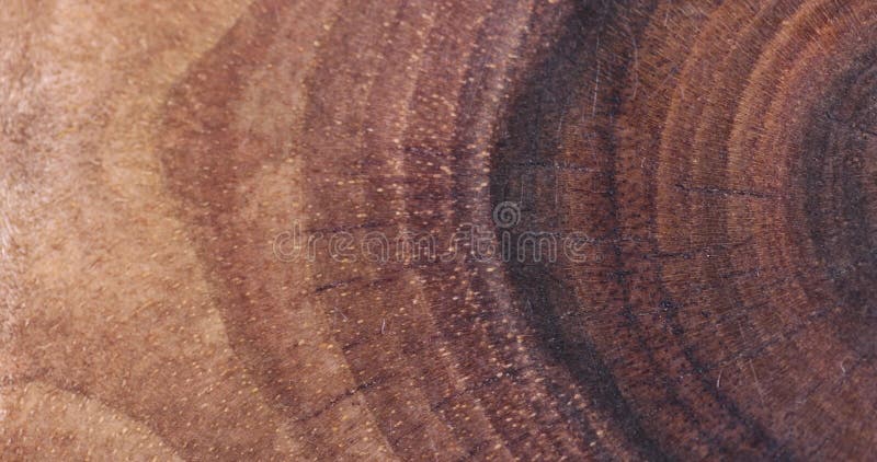 Processed Walnut Tree Wood with Annual Rings Stock Footage - Video of ...