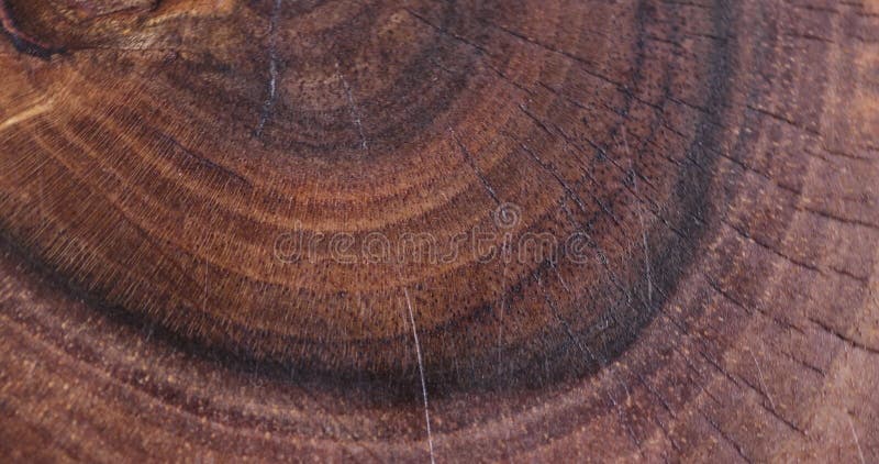 Processed Walnut Tree Wood with Annual Rings Stock Video - Video of ...