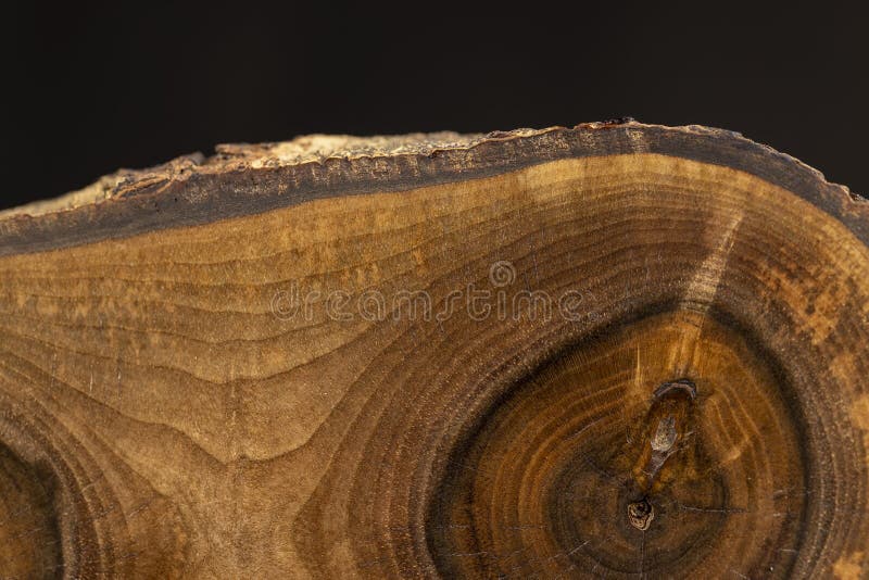 Annual Rings stock photo. Image of brown, break, grain - 5600346