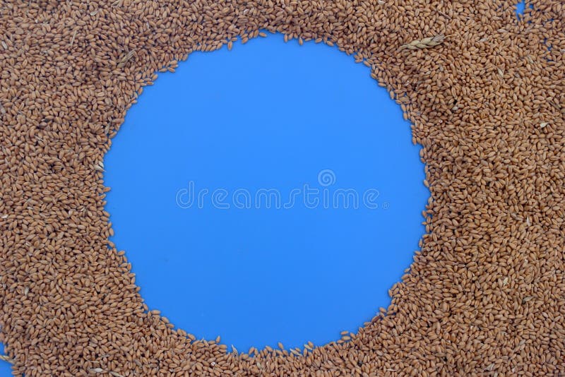 Processed Wheat Grains on a Blue Background Stock Image - Image of ...