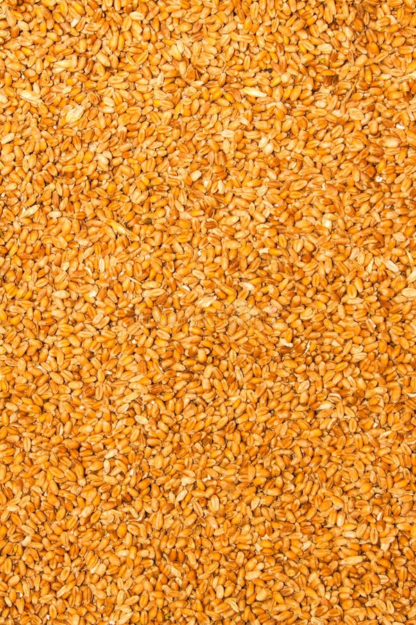 Processed wheat grains stock image. Image of harvest - 64303989