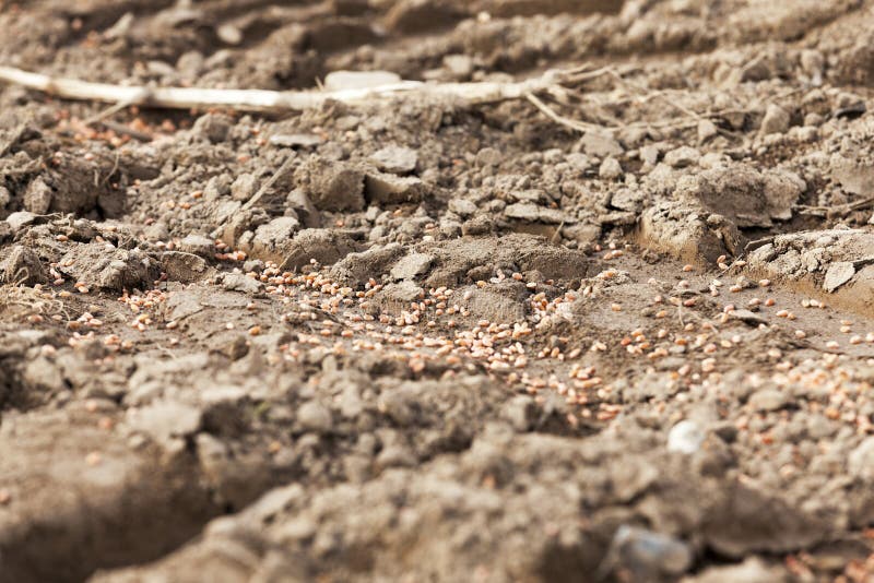 Processed wheat. sowing stock photo. Image of concepts - 73976550