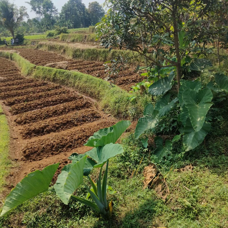Processing of Agricultural Land in Sloping Areas Stock Image - Image of ...