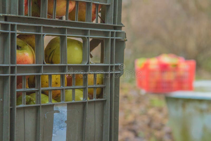 Processing of Apples for Juice Production. Stock Image - Image of ...