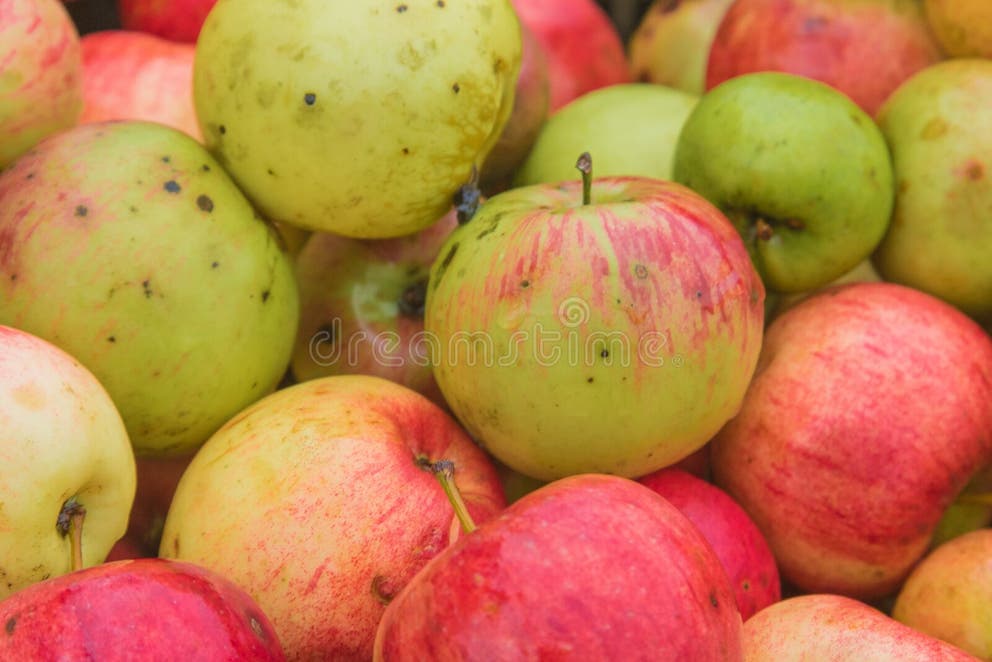 Processing of Apples for Juice Production. Stock Image - Image of ...