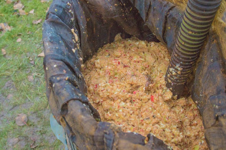 Processing of Apples for Juice Production. Stock Image - Image of ...