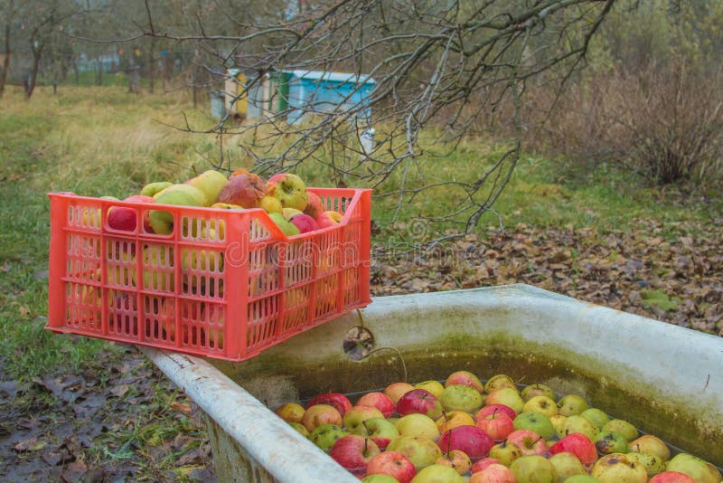 Processing of Apples for Juice Production. Stock Image - Image of ...