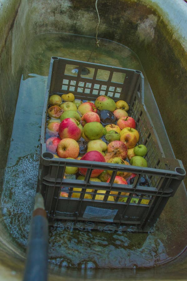 Processing of Apples for Juice Production. Stock Image - Image of ...
